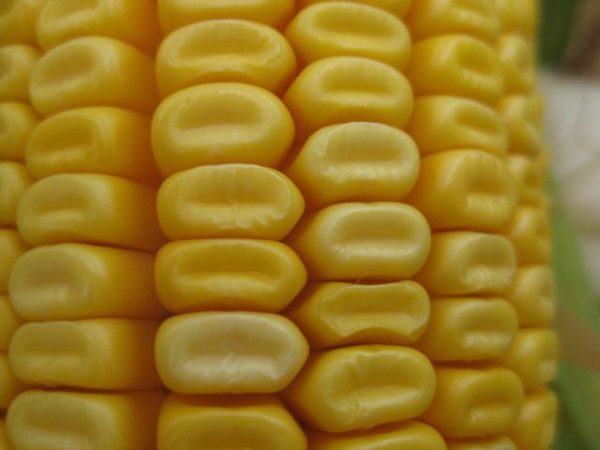 What is Dent Corn? — Earth Haven Farm